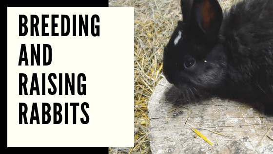 Breeding and Raising Rabbits | The Practical Homestead
